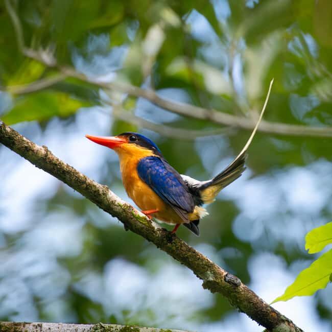 Daintree Rainforest: Waterfall Walk, Swim & Crocodile Cruise - What We Appreciate and What to Consider