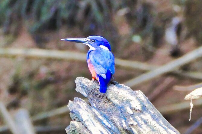 Daintree River Cruise - What is the Daintree River Cruise all about?