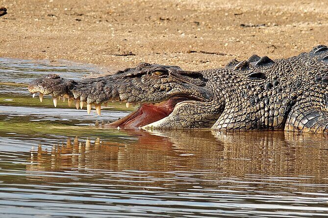 Daintree River Cruise - The itinerary explained: what to expect at each stop
