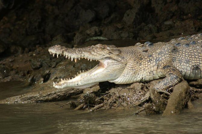 Daintree River Cruise - Final thoughts: who will love this tour?