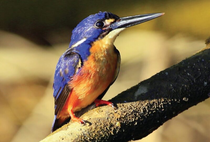 Daintree: River Rainforest Crocodile & Wildlife Cruise (DV) - Key Points