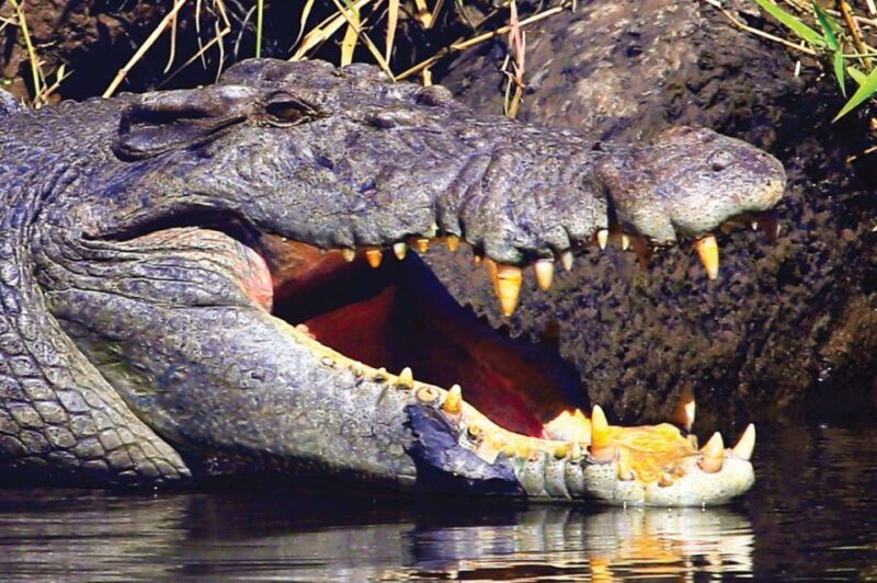 Daintree: River Rainforest Crocodile & Wildlife Cruise (DV) - Who Is This Tour Best For?
