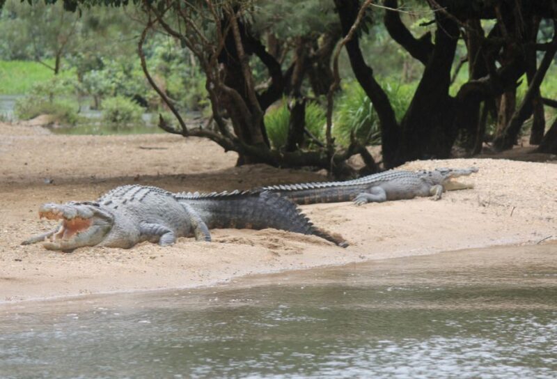 Daintree: River Rainforest Crocodile & Wildlife Cruise (DV) - FAQs