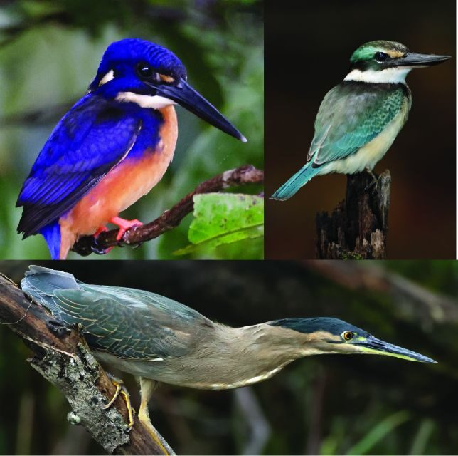 Daintree River Rainforest: Crocodile & Wildlife Cruises (DG) - An Introduction to the Experience