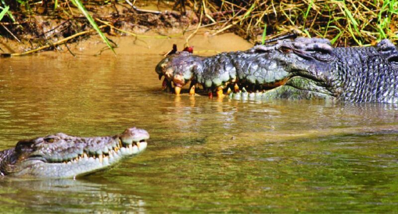 Daintree River Rainforest: Crocodile & Wildlife Cruises (DG) - The Experience in Detail