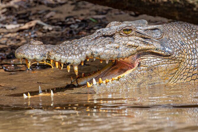 Daintree River 'Sunset' Cruise with the Daintree Boatman - The Value of a Guided Small-Group Tour