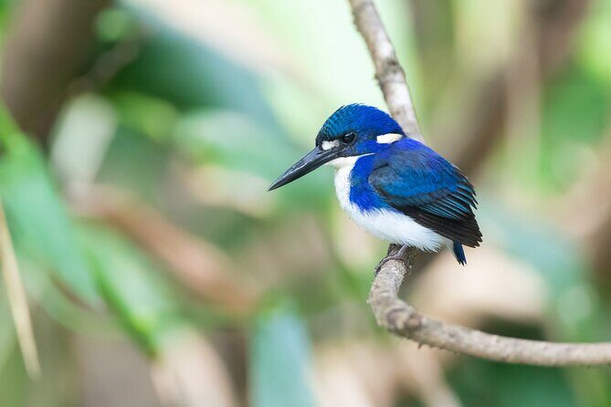 Daintree River 'Sunset' Cruise with the Daintree Boatman - Final Thoughts: The Perfect Eco-Wildlife Encounter