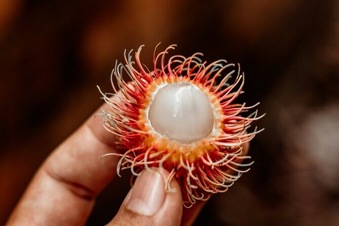 Daintree Sensations - Who Will Appreciate This Tour?