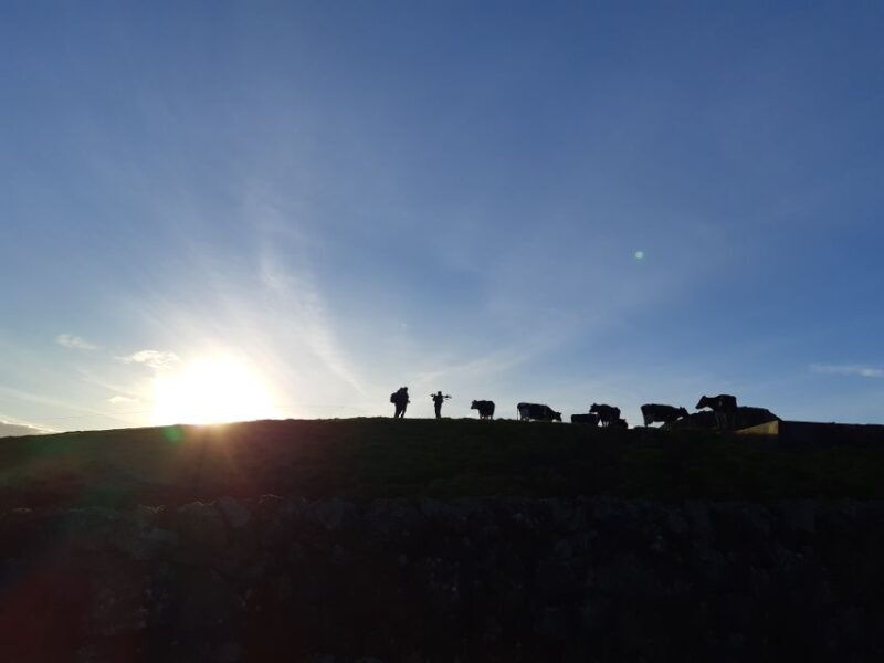 Dairy farm Visit and Cow Milking Experience in Azores - Final Thoughts: Who Will Love This?