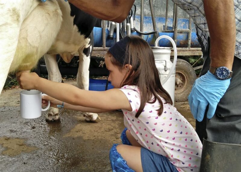 Dairy farm Visit and Cow Milking Experience in Azores - Frequently Asked Questions