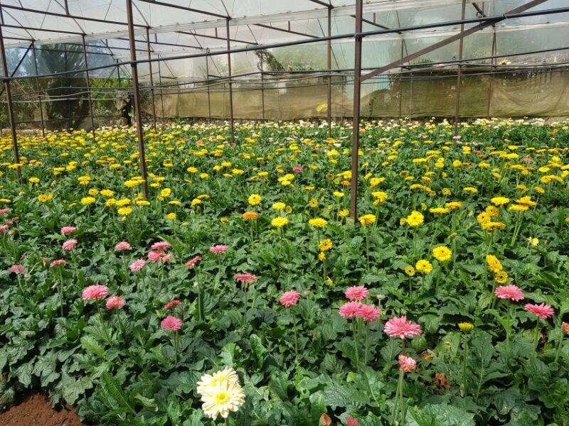 Dalat: Countryside Tour with Silk Village & Elephant Falls - Introduction