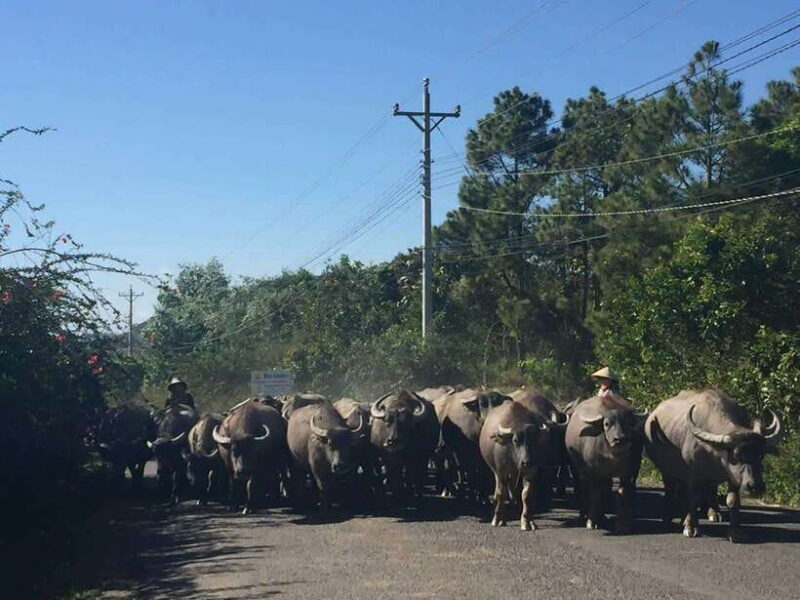 Dalat: Elephant and Pongour Waterfalls - Countryside Tour - Exploring Dalat’s Waterfalls and Countryside: A Detailed Review