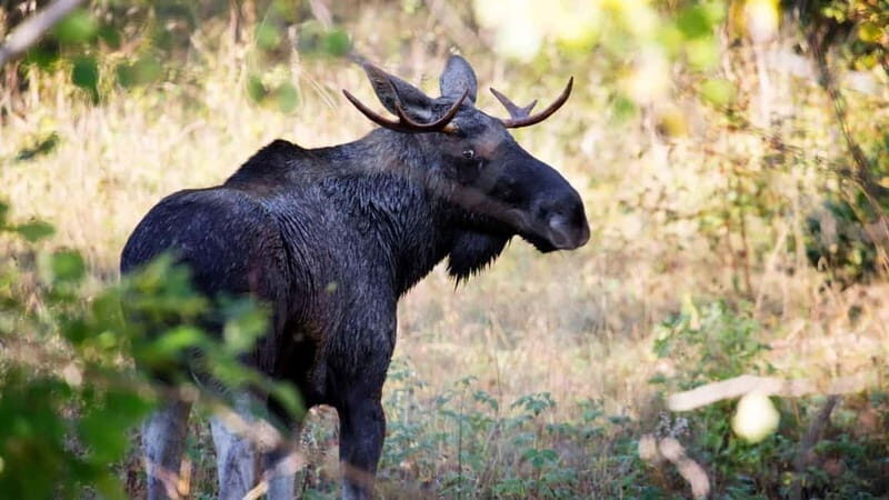 Dals Långed: Moose Park Guided Tour with Feeding - An In-Depth Look at the Experience