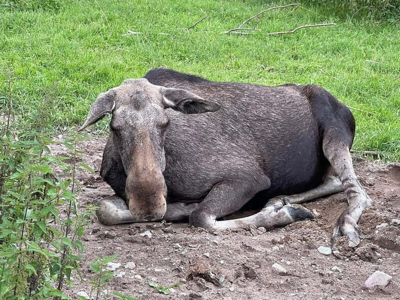 Dals Långed: Moose Park Guided Tour with Feeding - Who Should Consider This Tour?