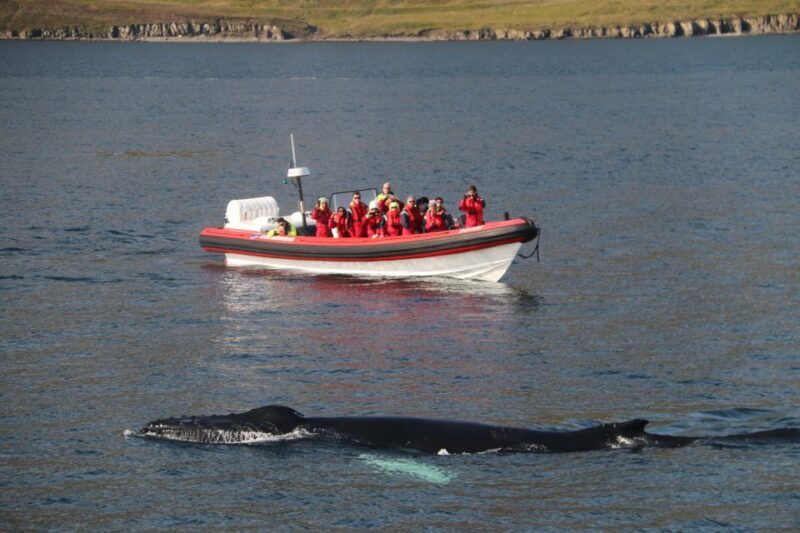 Dalvík: Whale Watching Speedboat Tour - Key Points