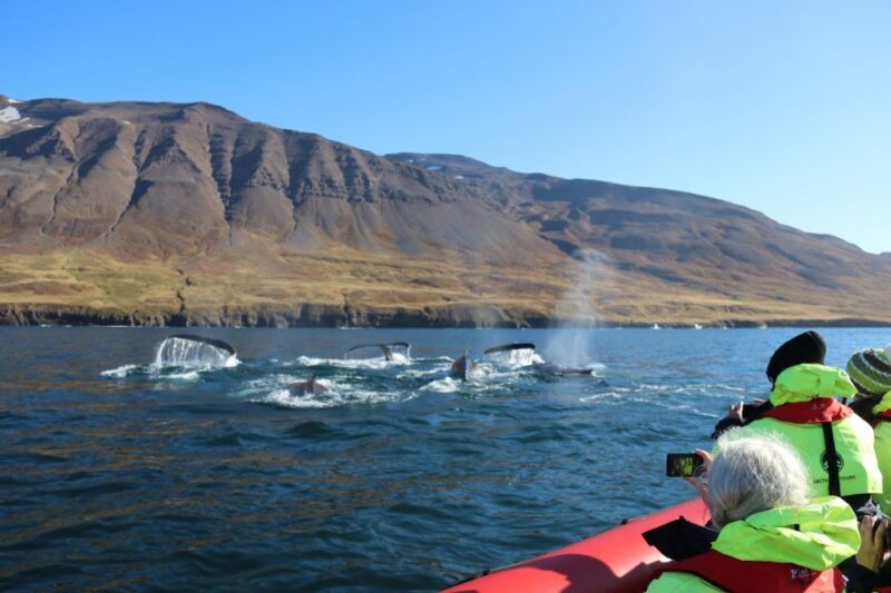 Dalvík: Whale Watching Speedboat Tour - What to Bring and Tips for Success