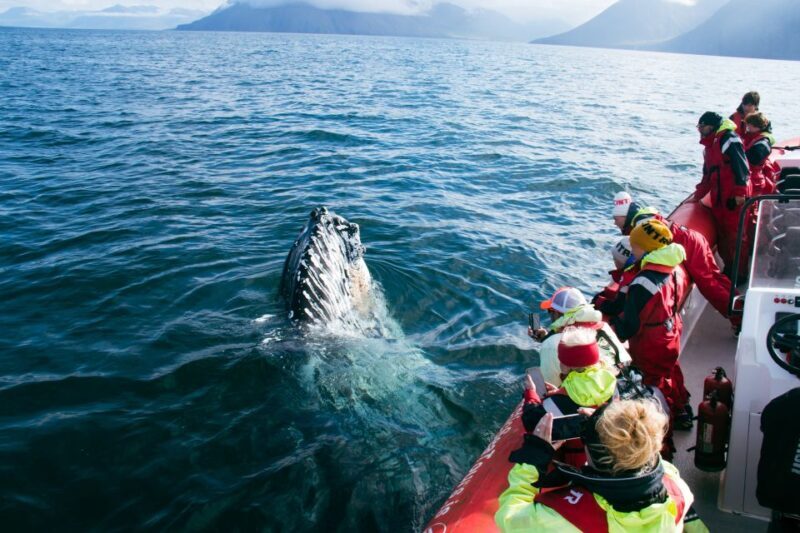 Dalvík: Whale Watching Speedboat Tour - Summing Up: Is the Dalvík Whale Watching Speedboat Tour Worth It?