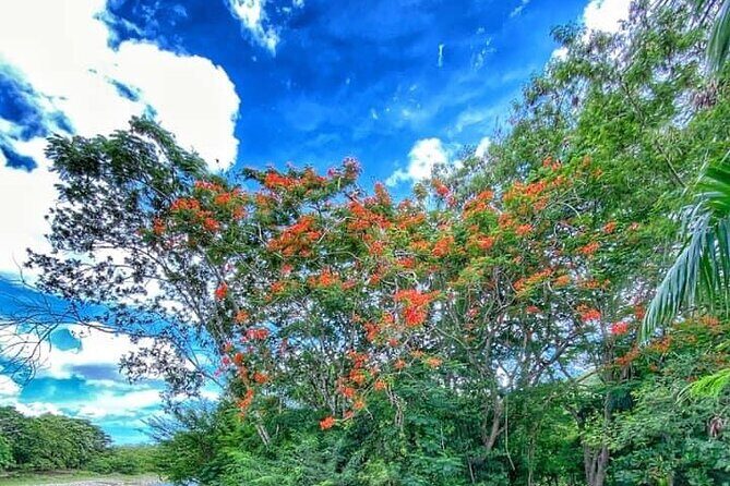 Damajagua The 7 waterfalls excursion - Amber Cove & Taino bay - What Travelers Say
