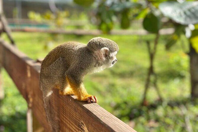 Damajagua Waterfalls and Monkey Private Van Tour - Practical Details: What Travelers Need to Know