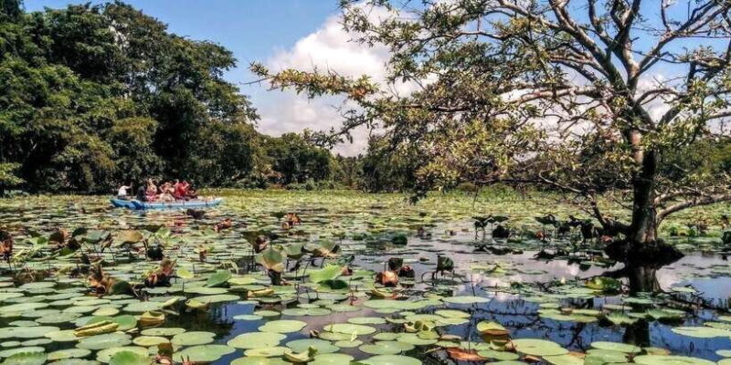 Dambulla: Caves Temple & Traditional Village Tour with Lunch - Key Points
