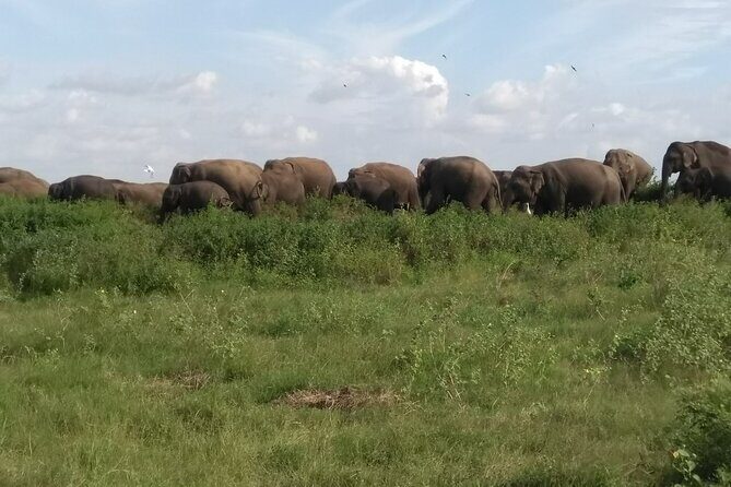 Dambulla, Sigiriya and National Park Safari Tour from Kandy - FAQ