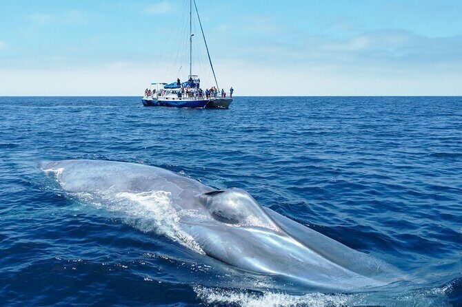 Dana Point Dolphin and Whale Watching Eco-Safari - Authentic Perspectives from Travelers