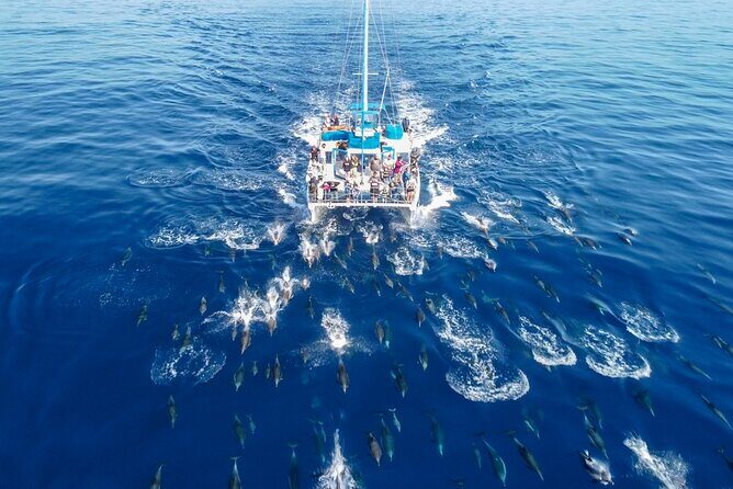 Dana Point Dolphin and Whale Watching Eco-Safari - Why This Tour Offers Good Value