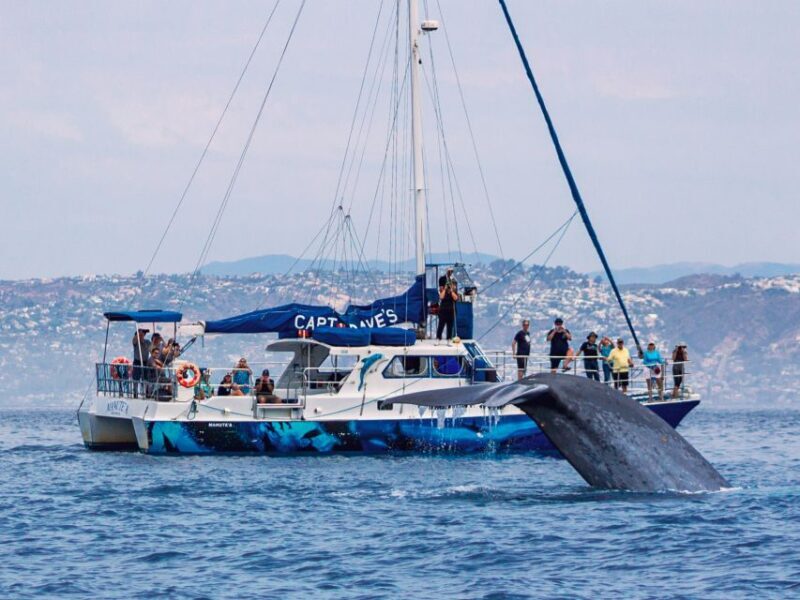 Dana Point Dolphin & Whale Watching With Underwater Viewing - Key Points