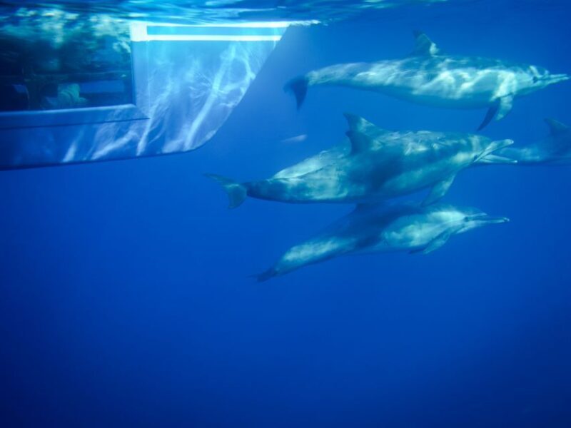 Dana Point Dolphin & Whale Watching With Underwater Viewing - What to Expect on the Trip