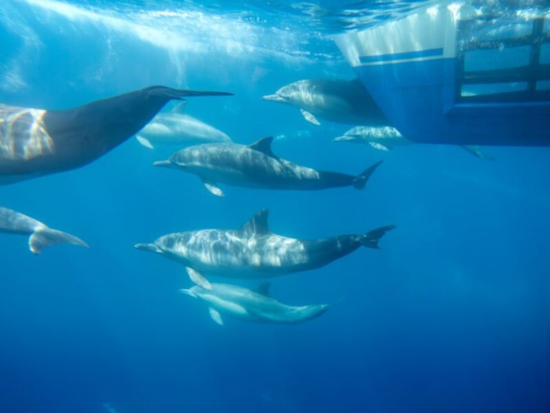 Dana Point Dolphin & Whale Watching With Underwater Viewing - Transport, Timing, and Practical Tips