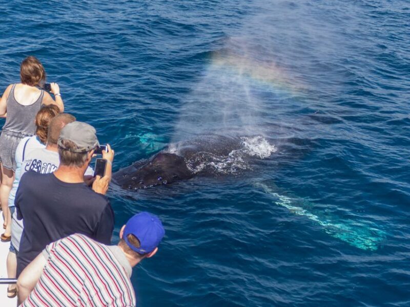 Dana Point Dolphin & Whale Watching With Underwater Viewing - Authentic Experiences & Customer Feedback