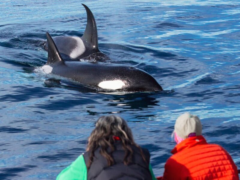 Dana Point Dolphin & Whale Watching With Underwater Viewing - Who Will Love This Experience?