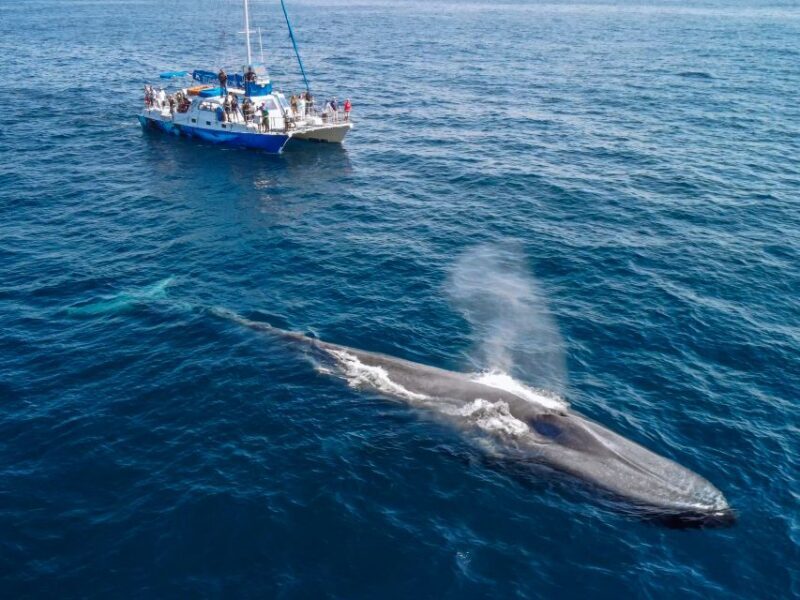 Dana Point Dolphin & Whale Watching With Underwater Viewing - FAQ