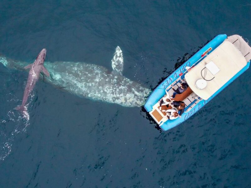 Dana Point Fast & Fun Zodiac-Style Dolphin & Whale Watching - Why It’s Worth Your Time