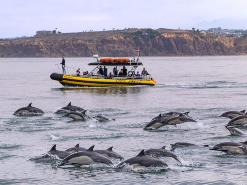 Dana Point Fast & Fun Zodiac-Style Dolphin & Whale Watching - The Sum Up