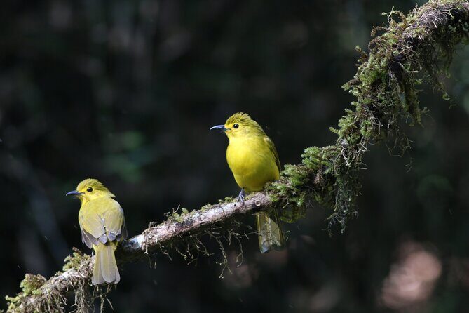 Dandeli Bird Photography Tour - Key Points