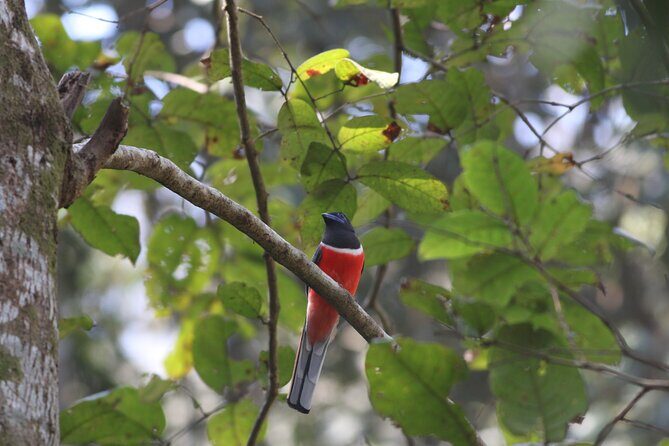 Dandeli Bird Photography Tour - A Closer Look at the Dandeli Bird Photography Tour
