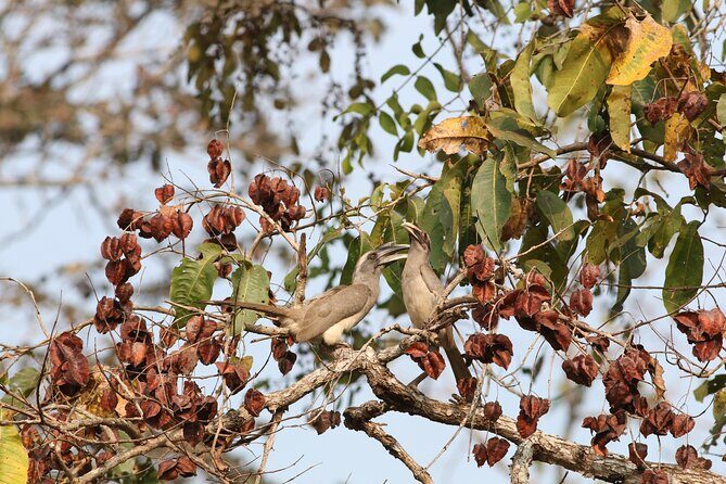 Dandeli Bird Photography Tour - FAQ