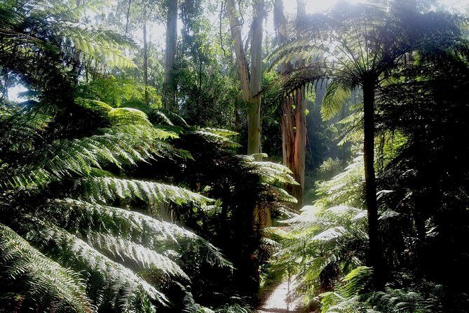 Dandenong Ranges Private Day Tour - Key Points