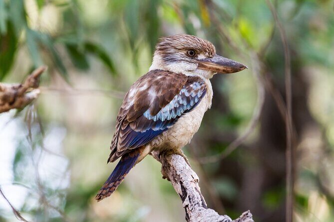 Dandenong Ranges Private Day Tour - Who Will Love This Tour?