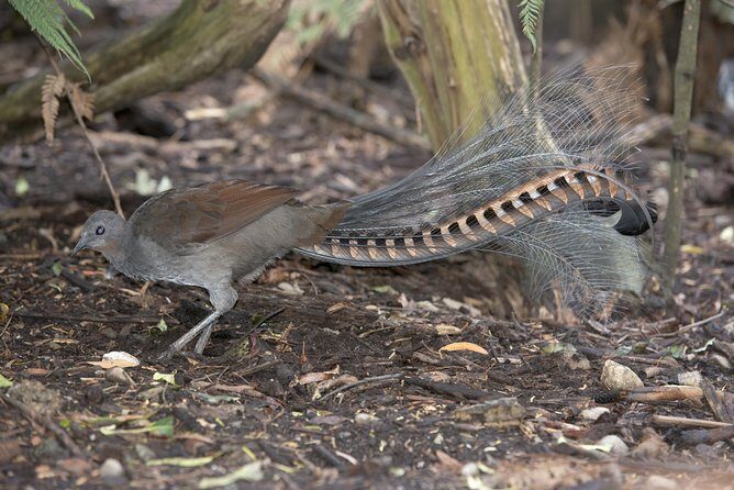 Dandenong Ranges Private Day Tour - Final Thoughts