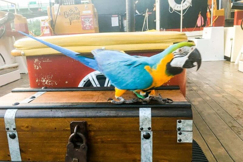 Dania Beach: 1-Hour Family Pirate Adventure Cruise - Practical Details and Planning Tips