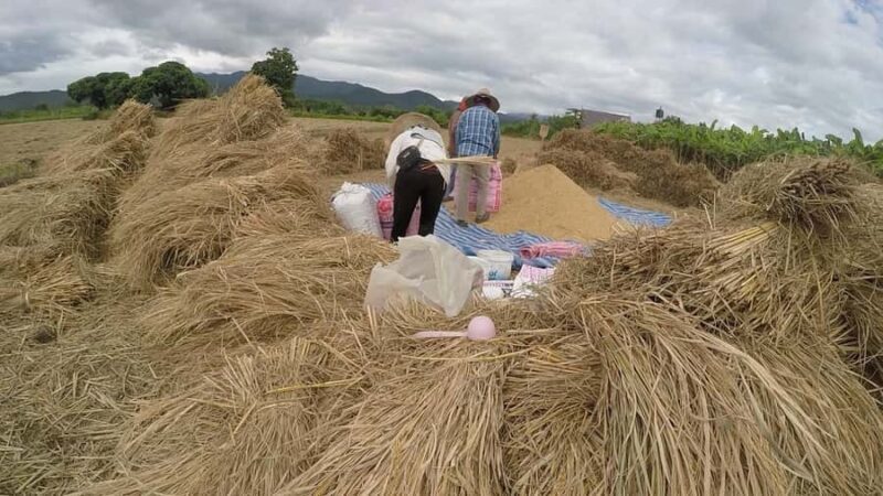 Dantewada, Sticky waterfalls, Wat banden, Paddy rice-field. - A Deep Dive into the Day’s Highlights