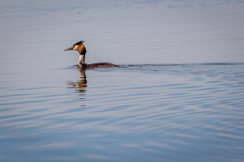 Danube Delta - 2-Day Tour from Bucharest - Authentic Experiences and Highlights