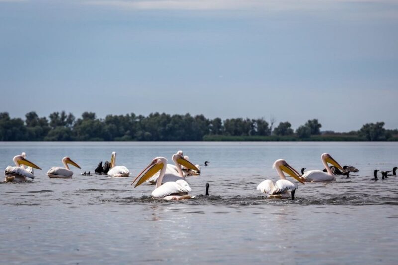 Danube Delta - 2-Day Tour from Bucharest - Practical Tips for Travelers