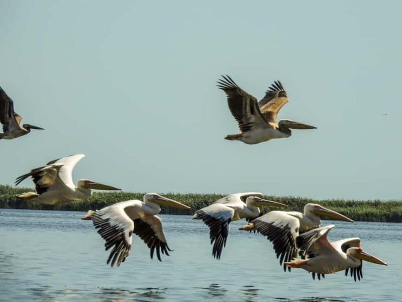 Danube Delta: Birds & Secret Channels 4-Day Tour - An In-Depth Look at the Tour Experience