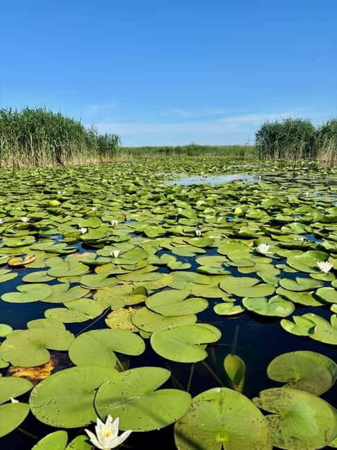 Danube Delta: Birds & Secret Channels 4-Day Tour - FAQ