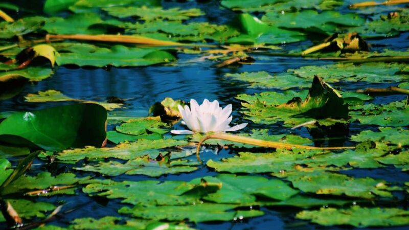 Danube Delta: Boat Tour Through the Water Lily Reserve - An In-Depth Look at the Danube Water Lily Reserve Boat Tour