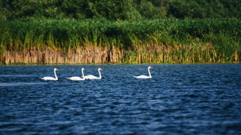 Danube Delta: Boat Tour Through the Water Lily Reserve - Who Should Consider This Tour?