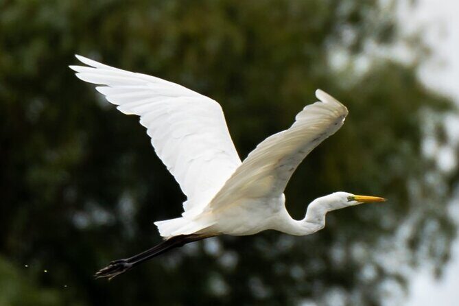 Danube Delta - Private Tour with Boat Trip & Traditional Lunch - What Do Travelers Say About the Experience?